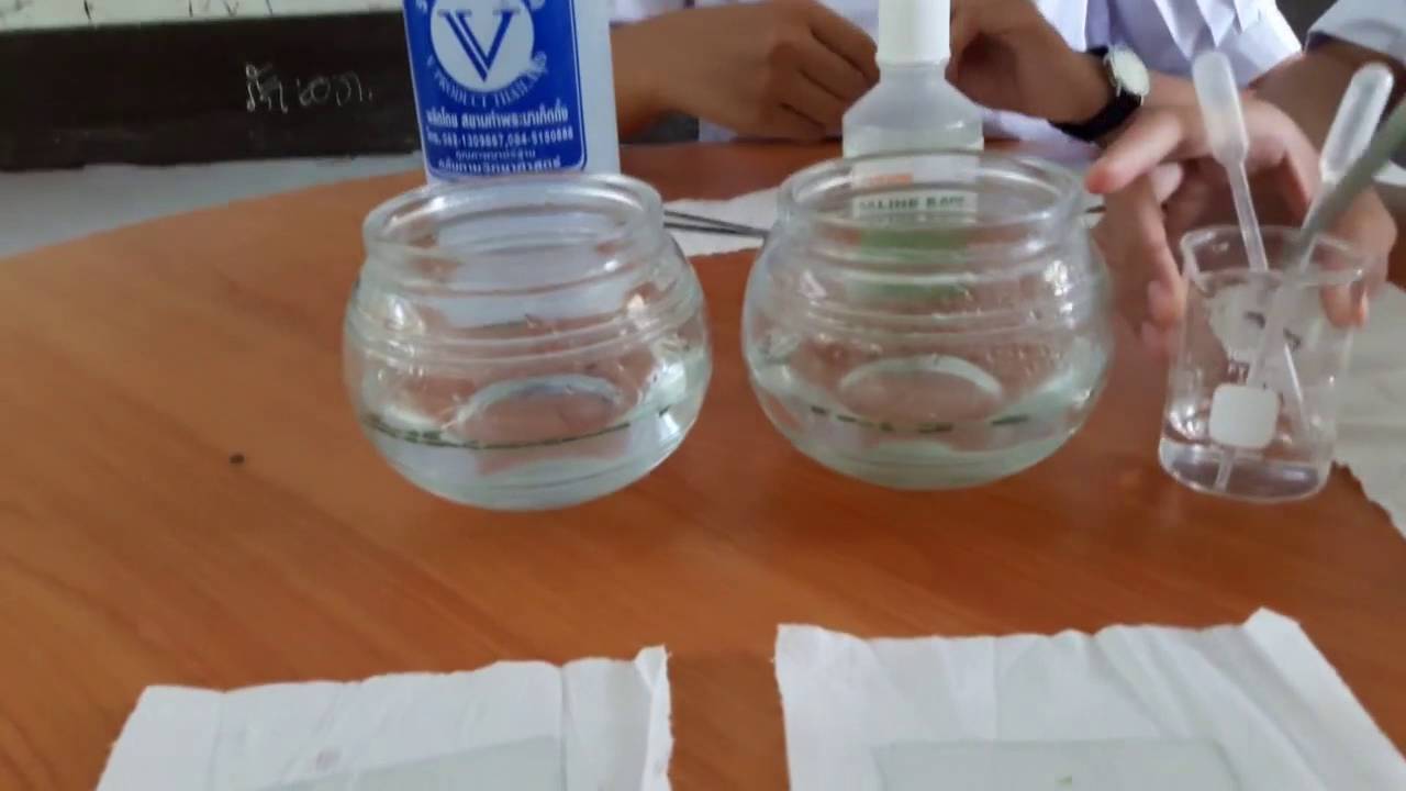 Biology lap 4/5 การออสโมซิสของพืช - YouTube