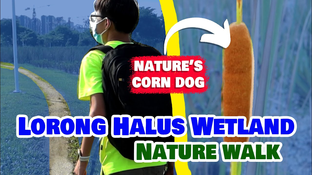 Singapore Lorong Halus Wetland Through Lorong Halus Red Bridge - YouTube