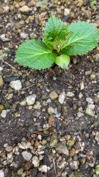 わが庭：アジサイ新人：24．3．29 - YouTube