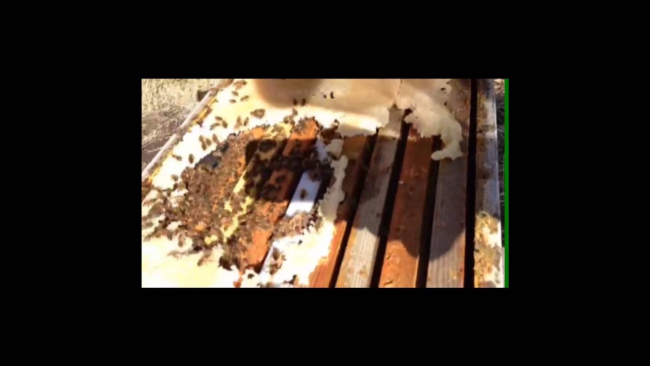 Beekeeping: Many Colonies Starve and Freeze in Late Winter and Early ...