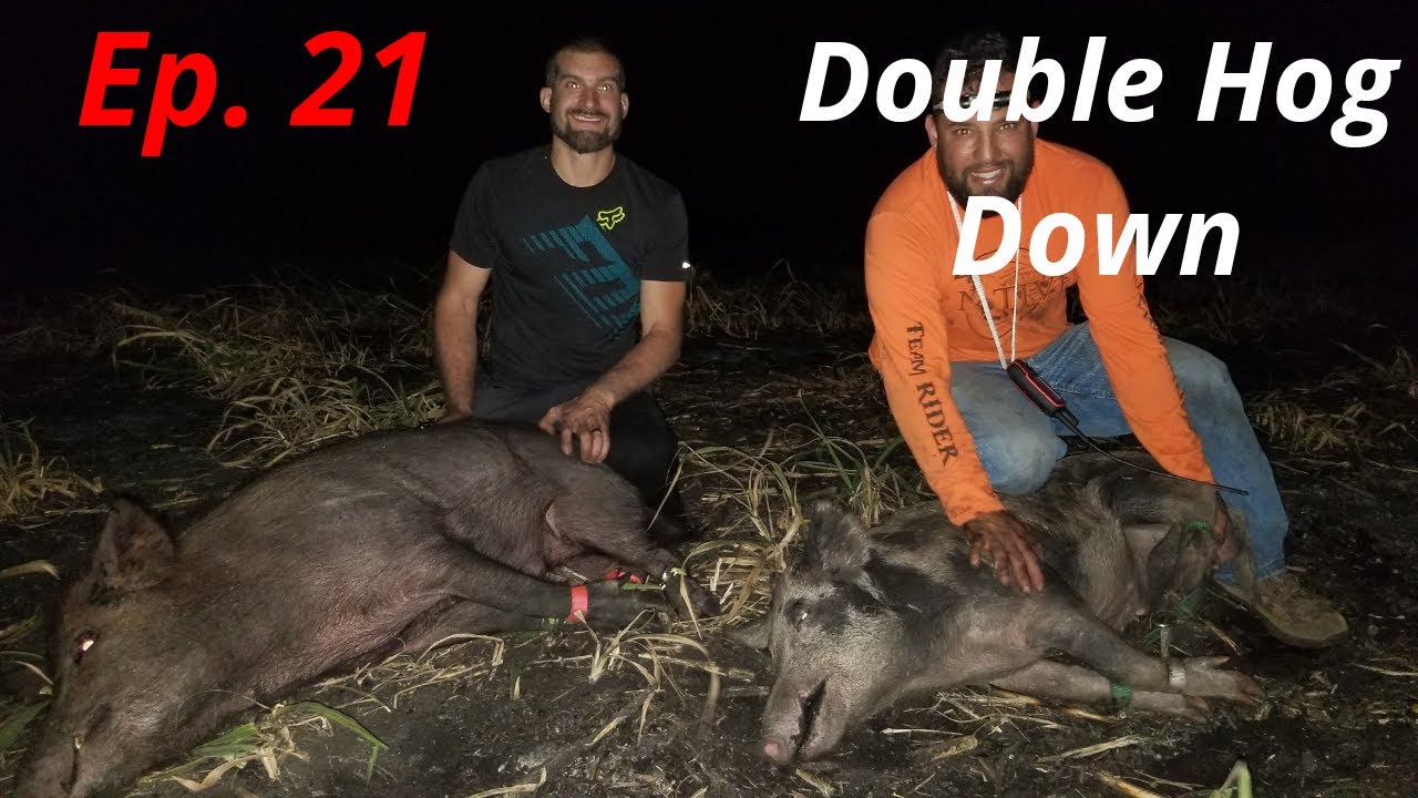 Two Hogs Caught Same Time - YouTube