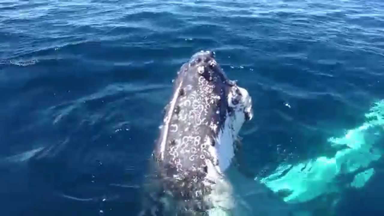 Spirit Whale Watching on the Gold Coast, Australia - 2013 Season "Close ...