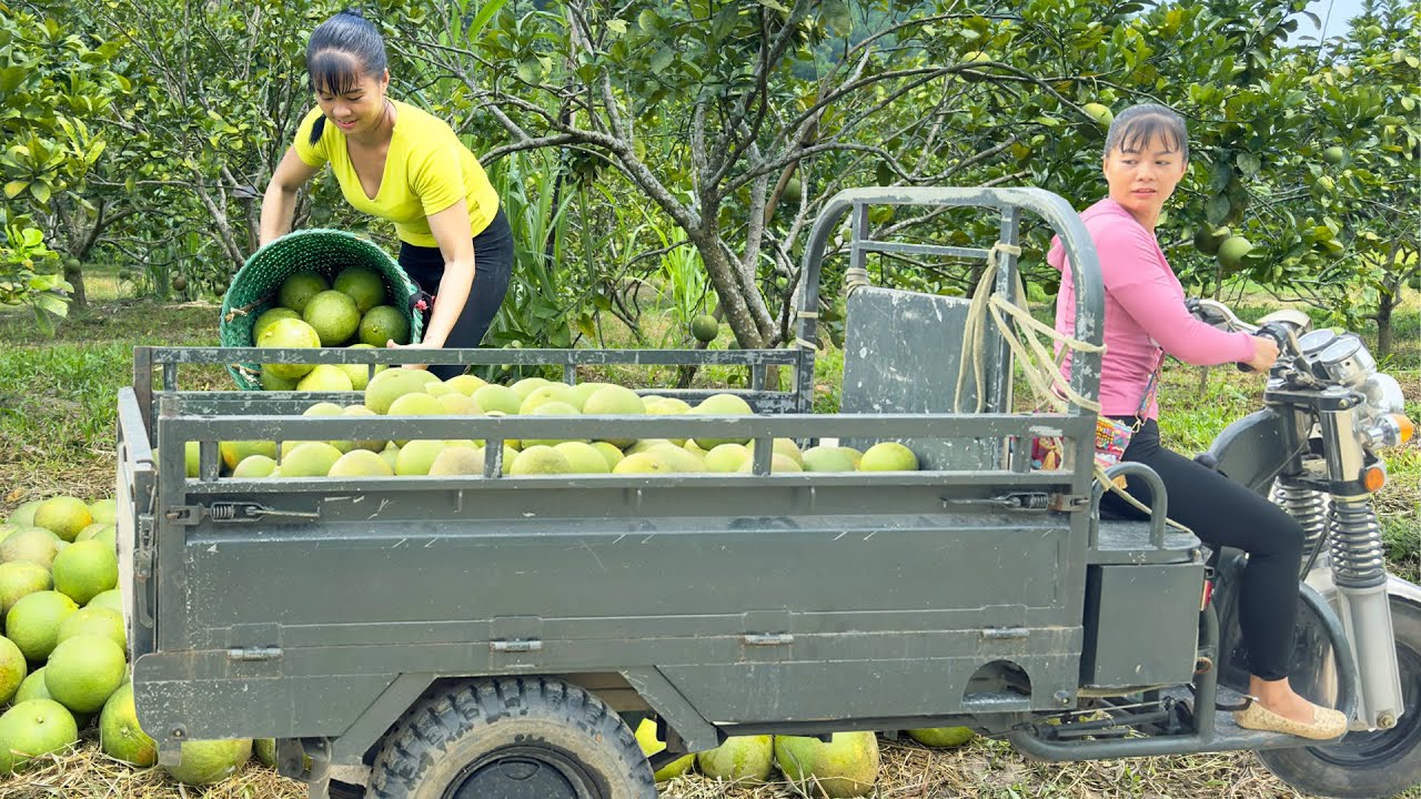 Harvesting A Lots Of Grapefruit Goes To the market sell - Use 3-wheeled ...