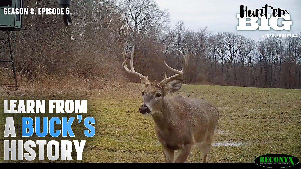 Predict Buck Movement From Past Patterns - YouTube