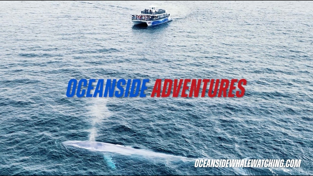 Whale Watching in Oceanside, CA – Book Your Adventure Today! - YouTube