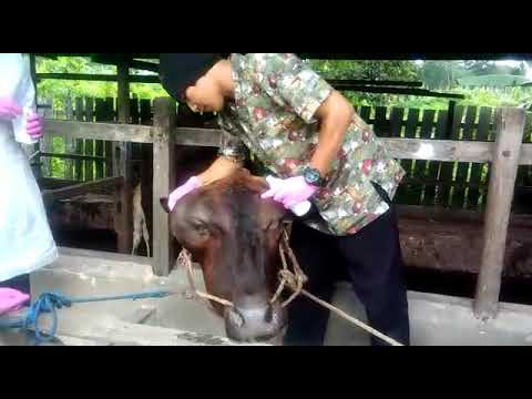 Operasi Tumor pada sapi - YouTube