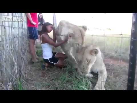 Dəhşət prikol  Qız şirləri qucaqlayır dodaqlarından öpür :)