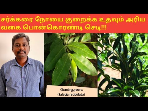 உங்களைவிட்டு ஓடும் சர்க்கரைநோய்| பொன்கொரண்டி|salacia reticulata ...