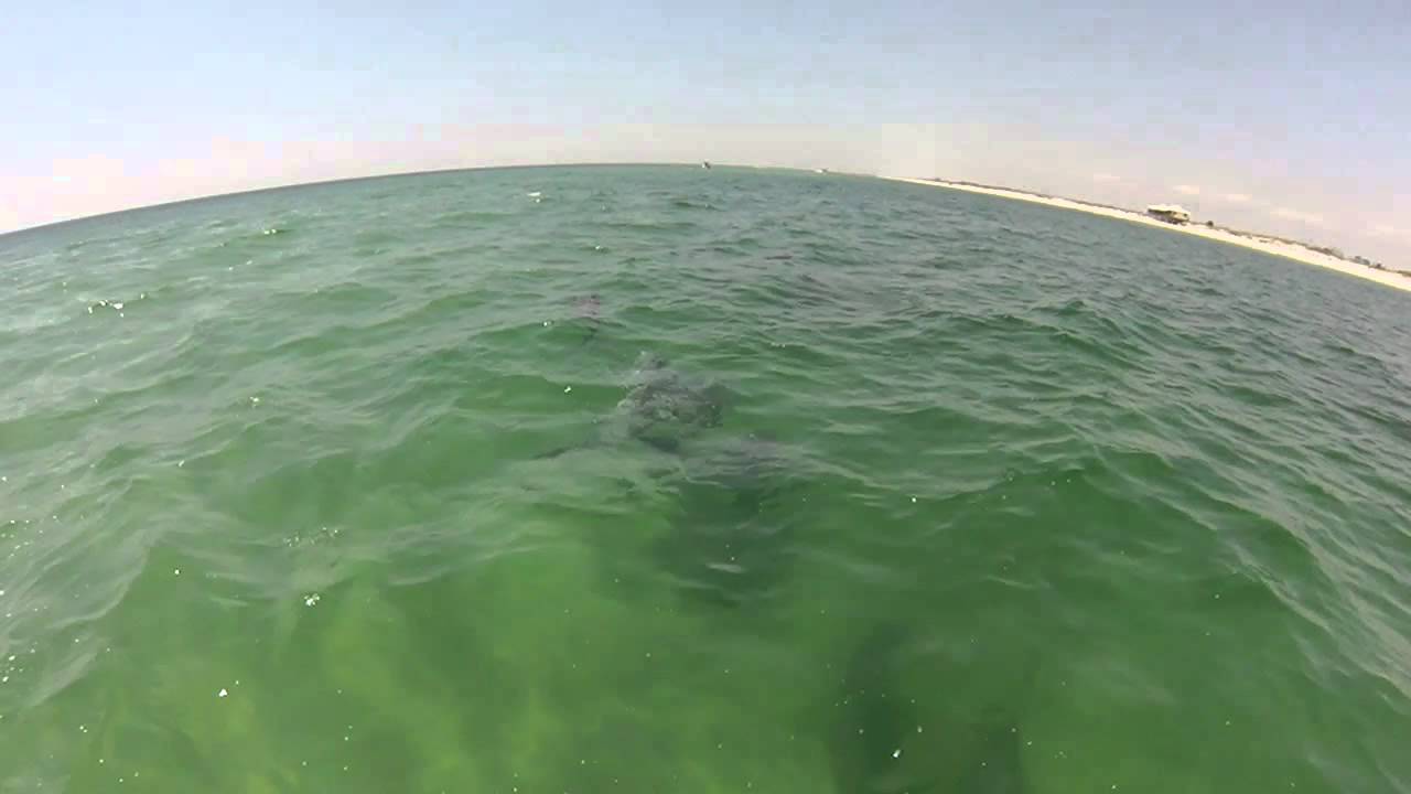Shell Island Dolphin Encounter 2014 - YouTube