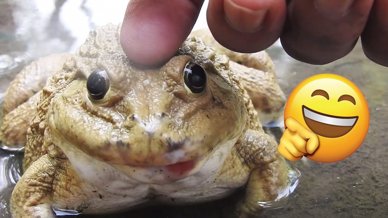 WOW!! Touching funny with frog and looks frog so lovely 😂🤣 #frog # ...