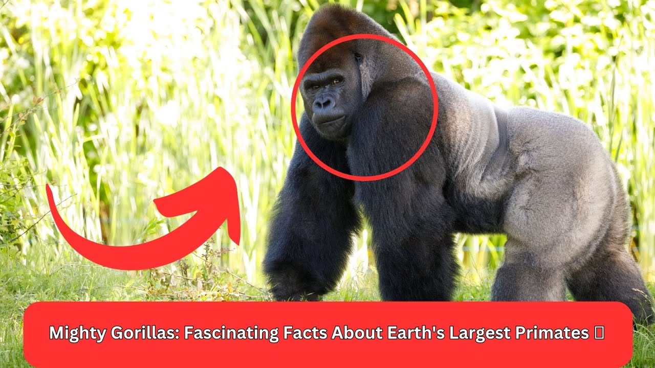 Mighty Gorillas Unveiled Jaw Dropping Insights into Earths Largest ...