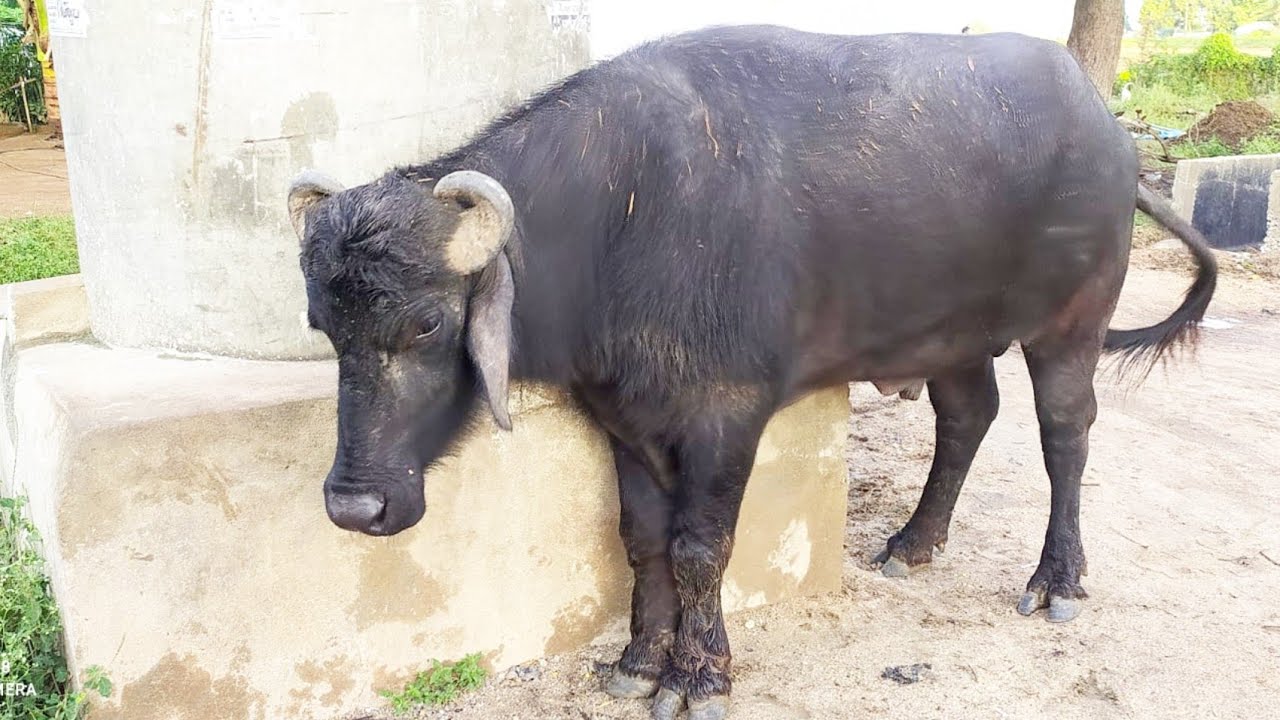 karemma avva dunnapothu vavilala village jogulamba gadwal dist ...