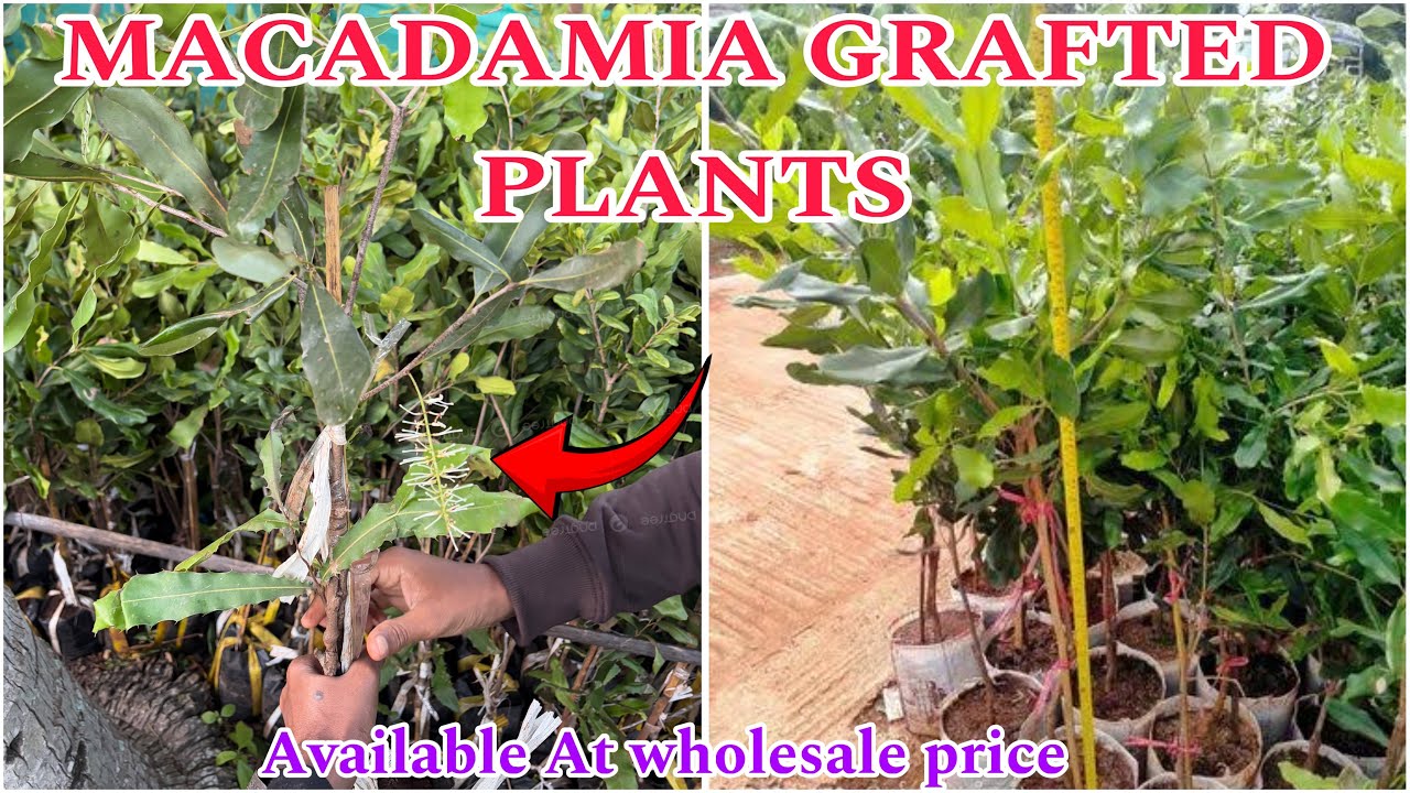 Grafted Macadamia nut plants! #macadamia #grafted #farming #farmer # ...