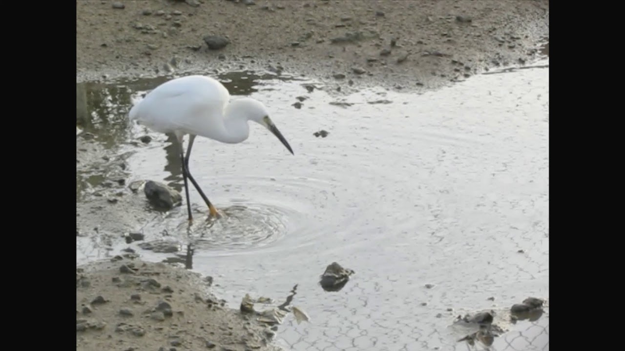 Little Egret Wading Technique: Foot Stirring - YouTube