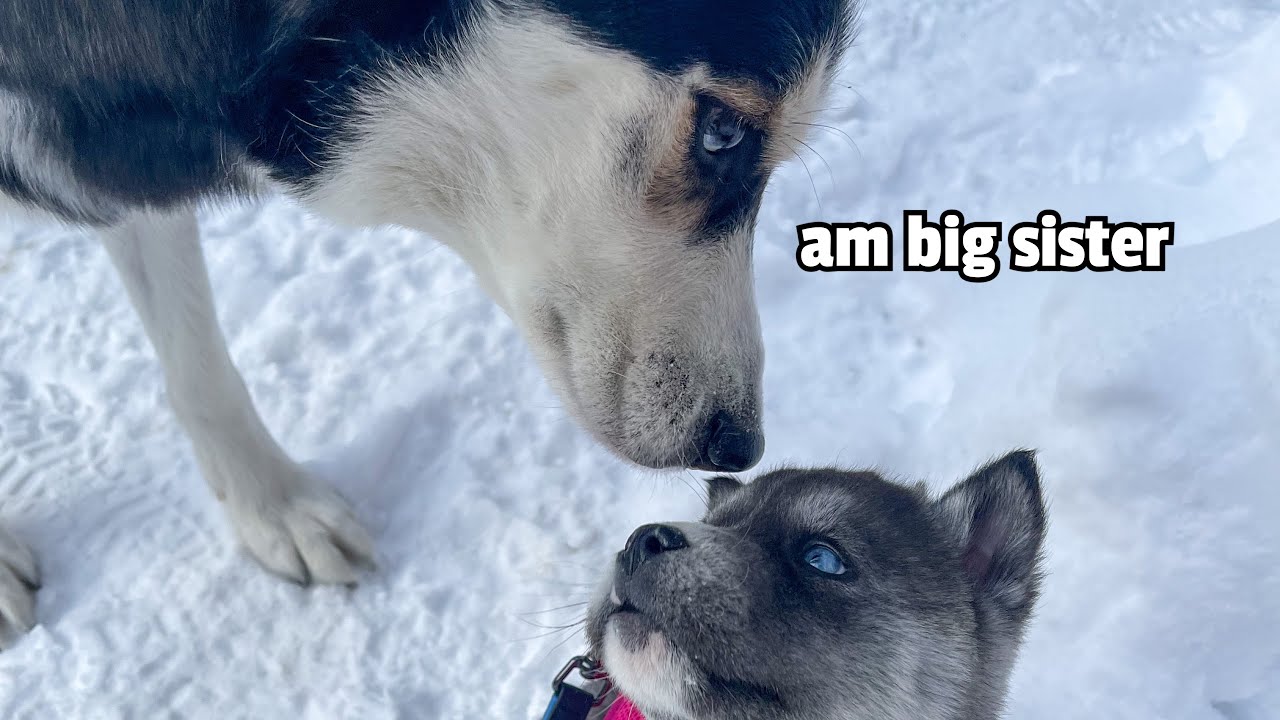 SURPRISE! We Adopted a Husky Puppy! - YouTube