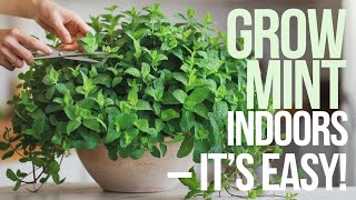 Grow Mint Indoors Like a Pro!