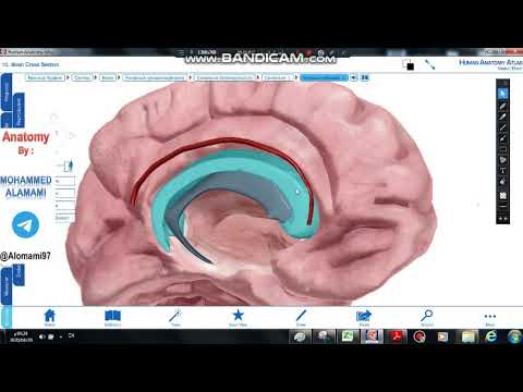 Neuroanatomy Lecture 8 (fibers of the white matter : Association ...
