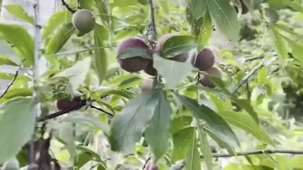 PLUM TREE IN THE BACKYARD - YouTube