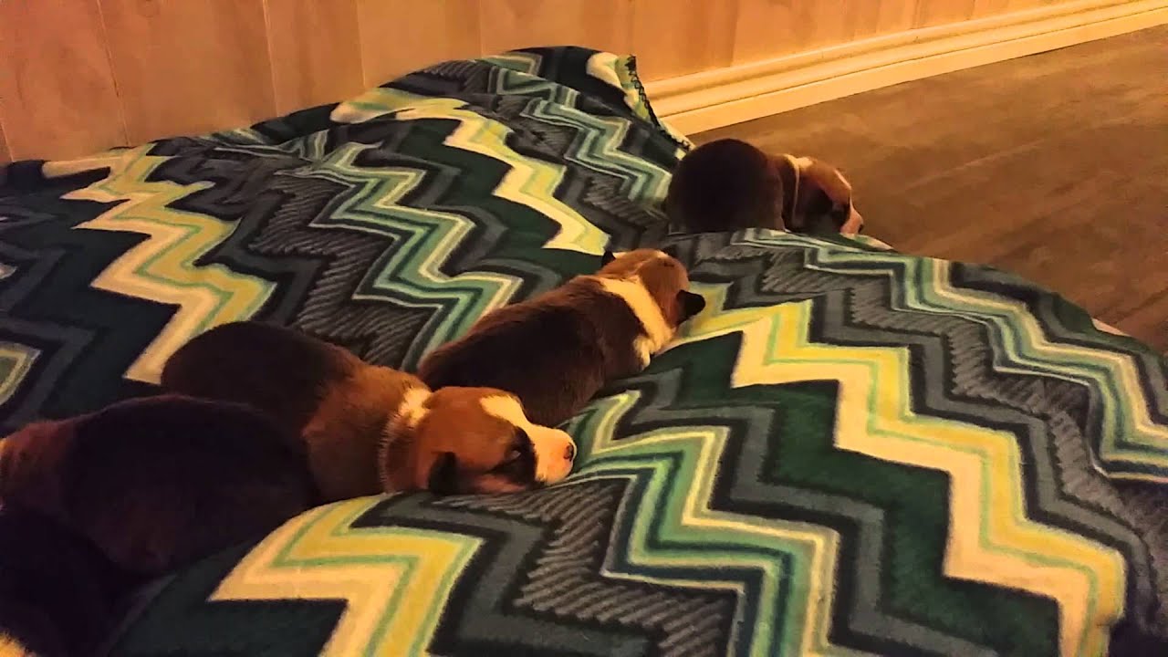2 week old corgi puppies - YouTube