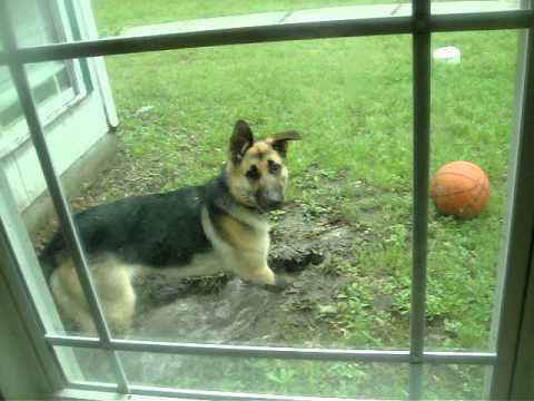 Dog caught digging - very funny! - YouTube