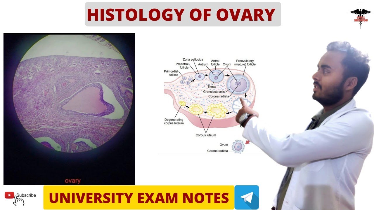 Histology Of Ovary || Histology || Chill Medicos - YouTube