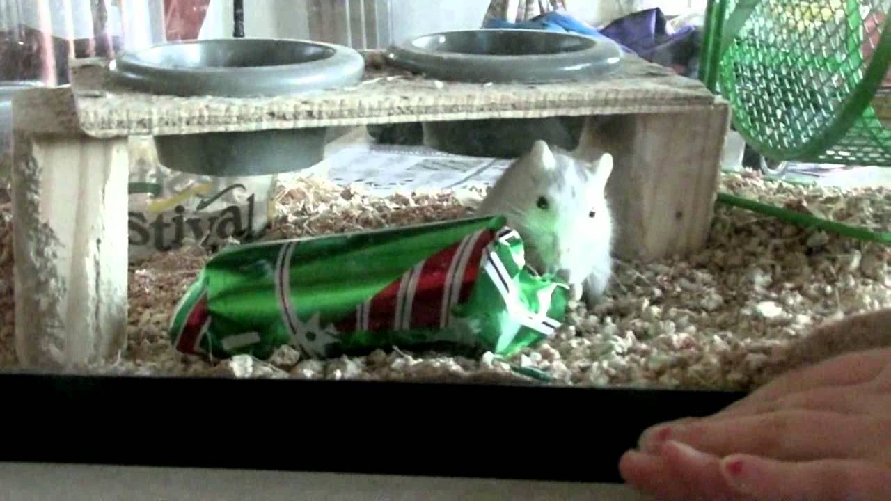 Gerbils Christmas Surprise - YouTube