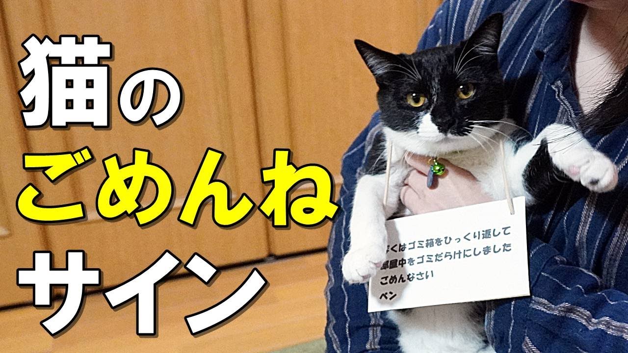 あなたの猫は反省する?猫がごめんなさいと思っている時の仕草【保護猫】 Youtube