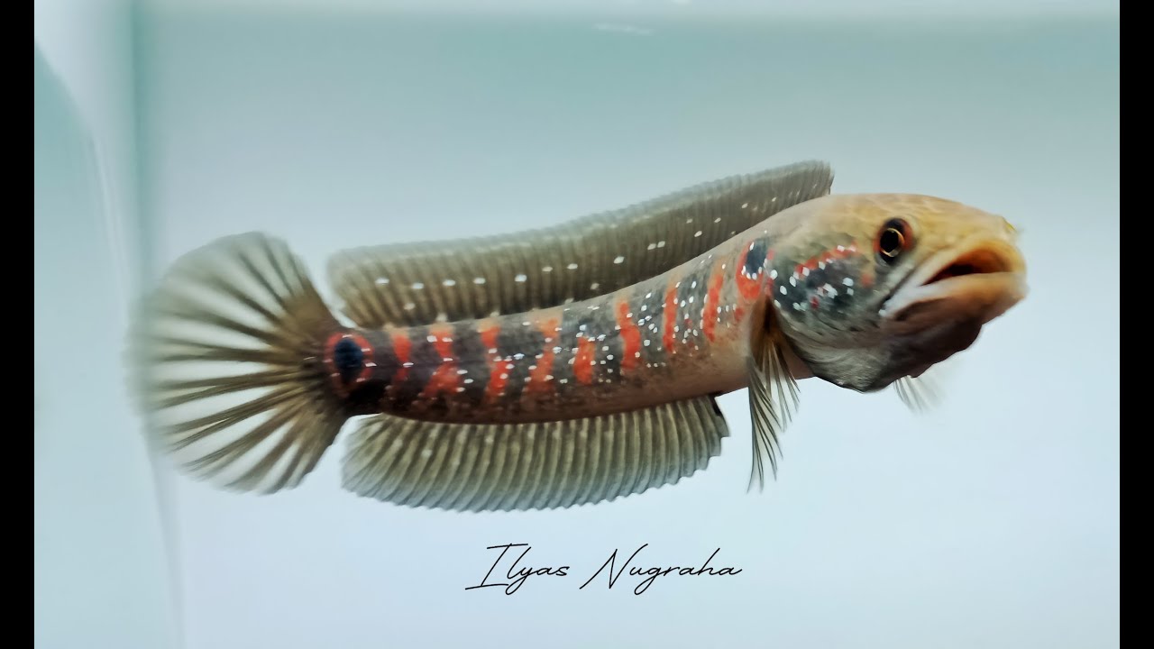 Channa Asiatica Red Strip - YouTube