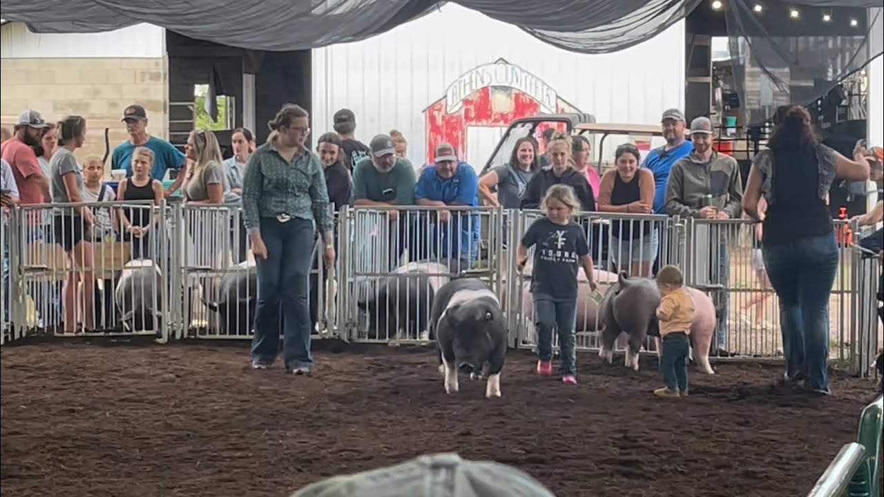 2023 Athens county fair pig show - YouTube