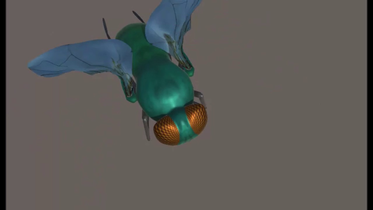 First simple fly animation - YouTube