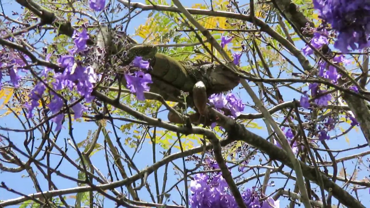 Iguana on a tree branch - Club Campestre Pereira - Colombia - YouTube