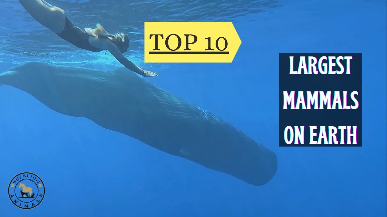 Mega Mammals - Top 10 Largest on Earth 2023 #animals #nature #wildlife ...