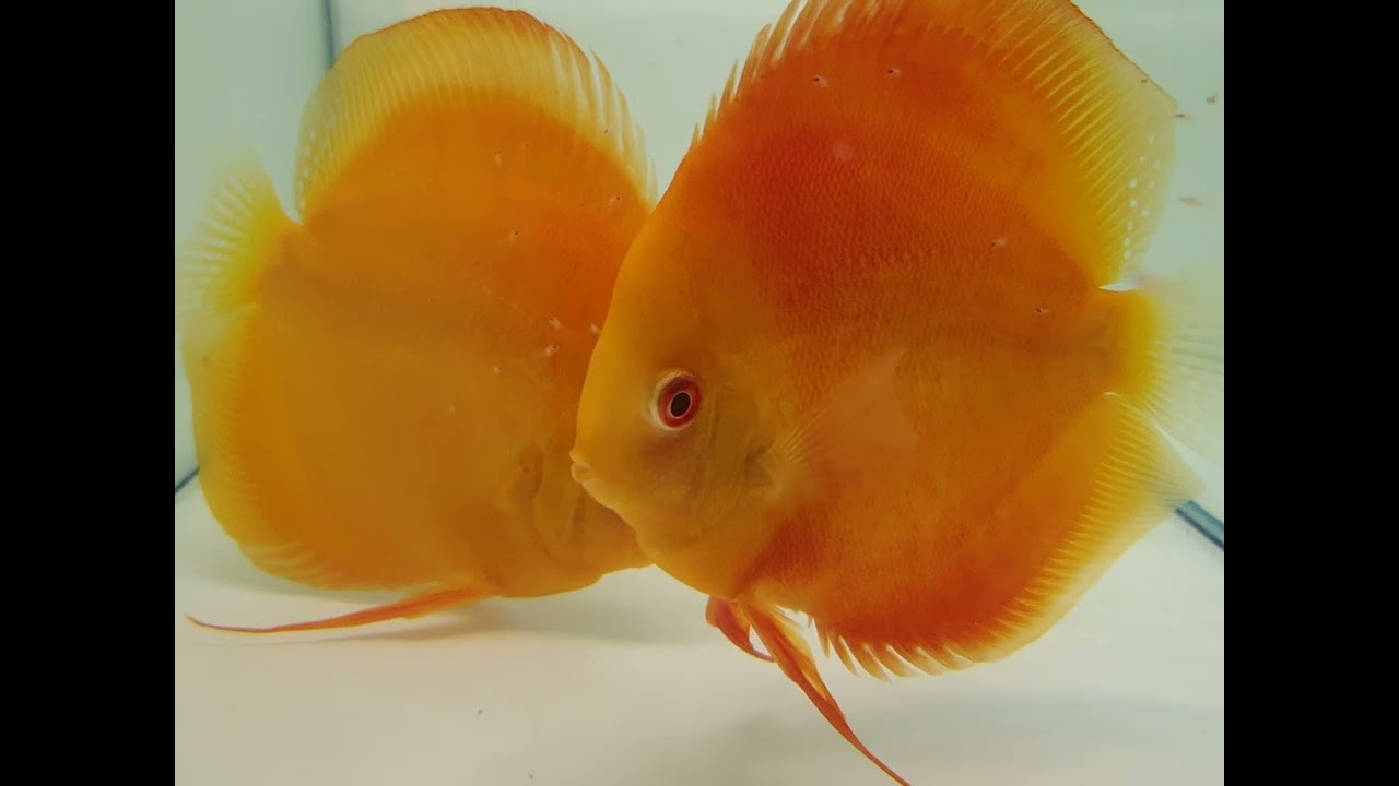 Discus fish Albino Golden pair with fries - YouTube