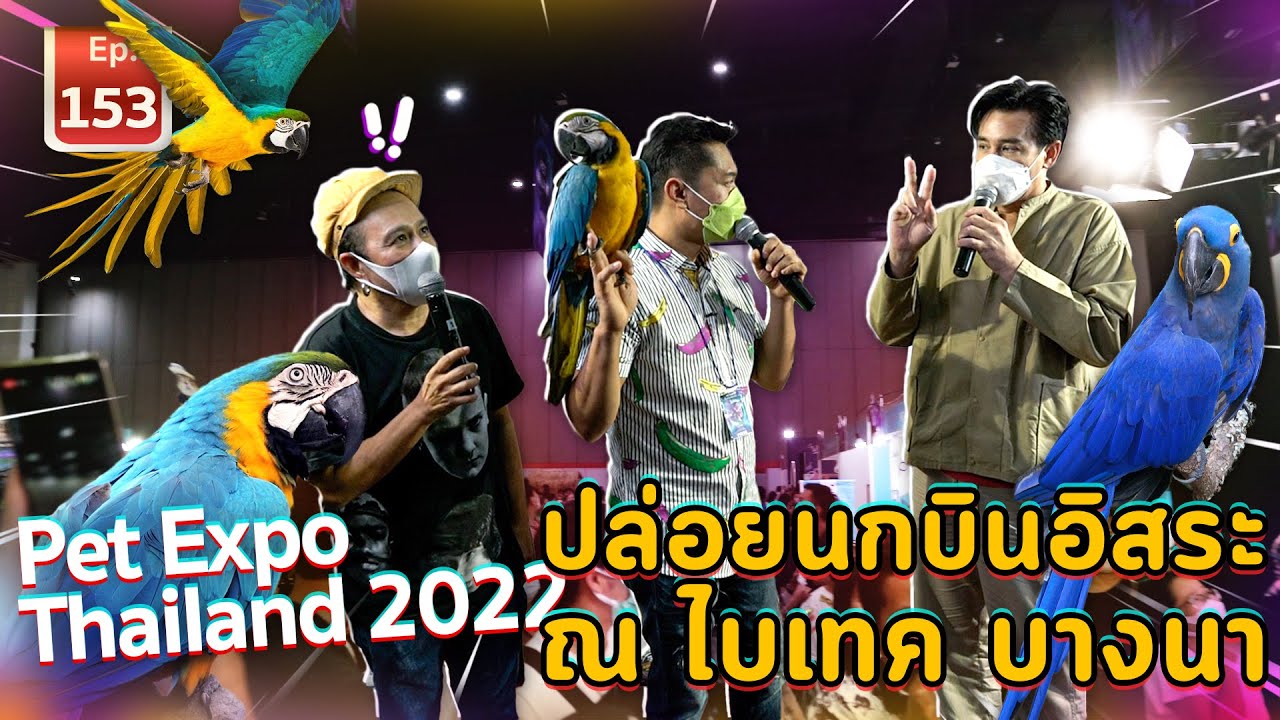 Pet Expo Thailand 2022 ปล่อยนกบินอิสระ ณ ไบเทค บางนา - เพื่อนรักสัตว์เอ้ย EP.153 - YouTube