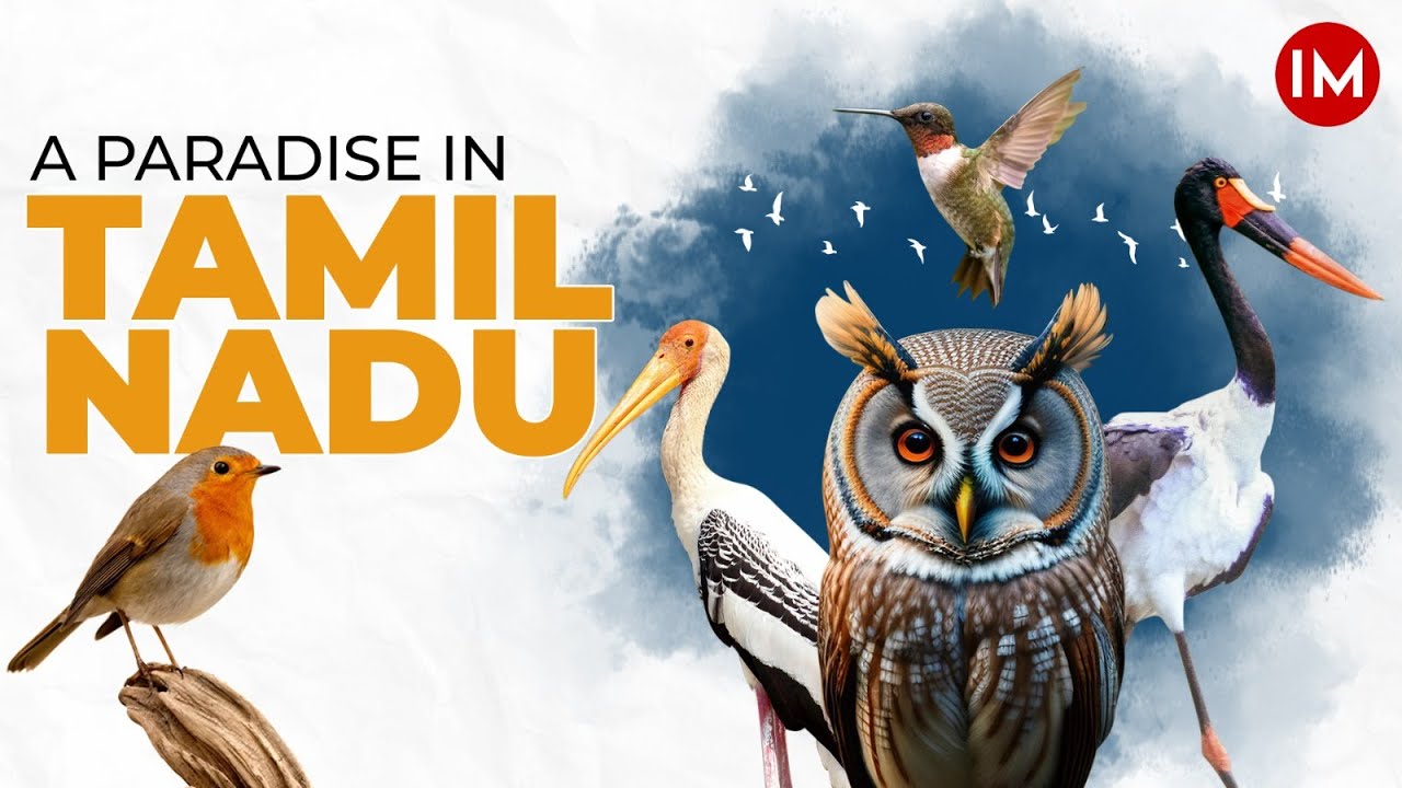 Nanjarayan Bird Sanctuary Where People and Birds Thrive | Nanjarayan ...