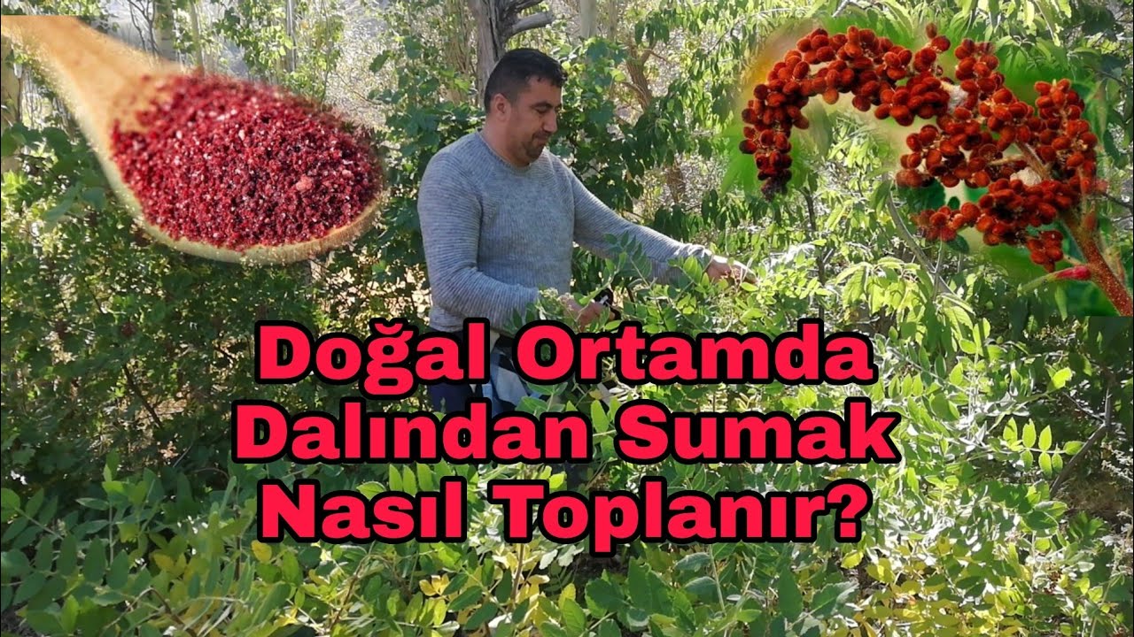 Sumak Nasıl Toplanır? Doğal Sumak Toplama / #Balcılar/#Konya (Reklam ...