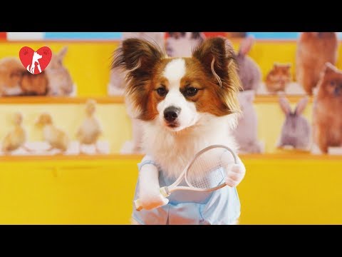 Klip - Sevgili Dostum Hayvanlar