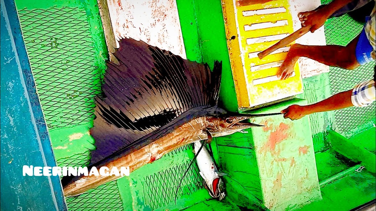 CATCHING IN SEA FISH IN DEEP SEA SALI FISH 🦈PART 2 - YouTube