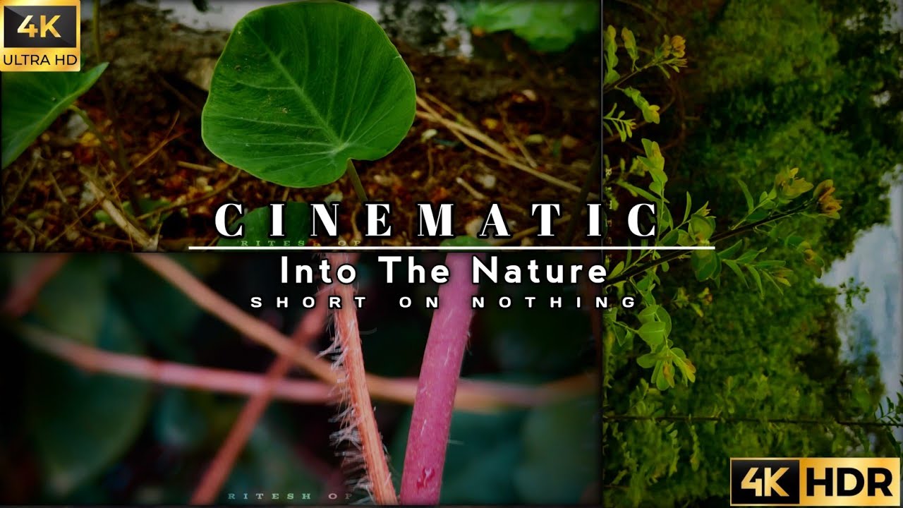 Into The Nature - Cinematic video| 4k nature cinematography|Cinematic ...