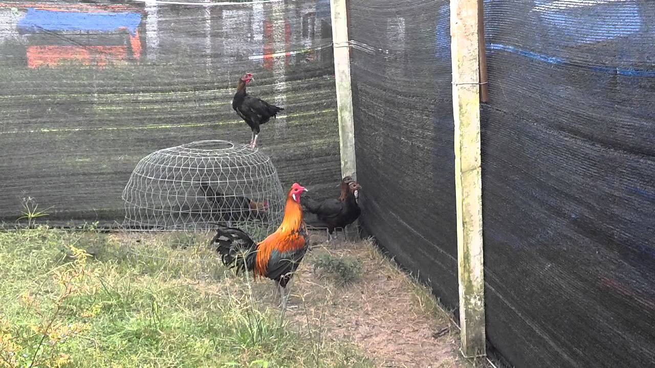 Ga Peruvian game fowl gacuatoi.com - YouTube