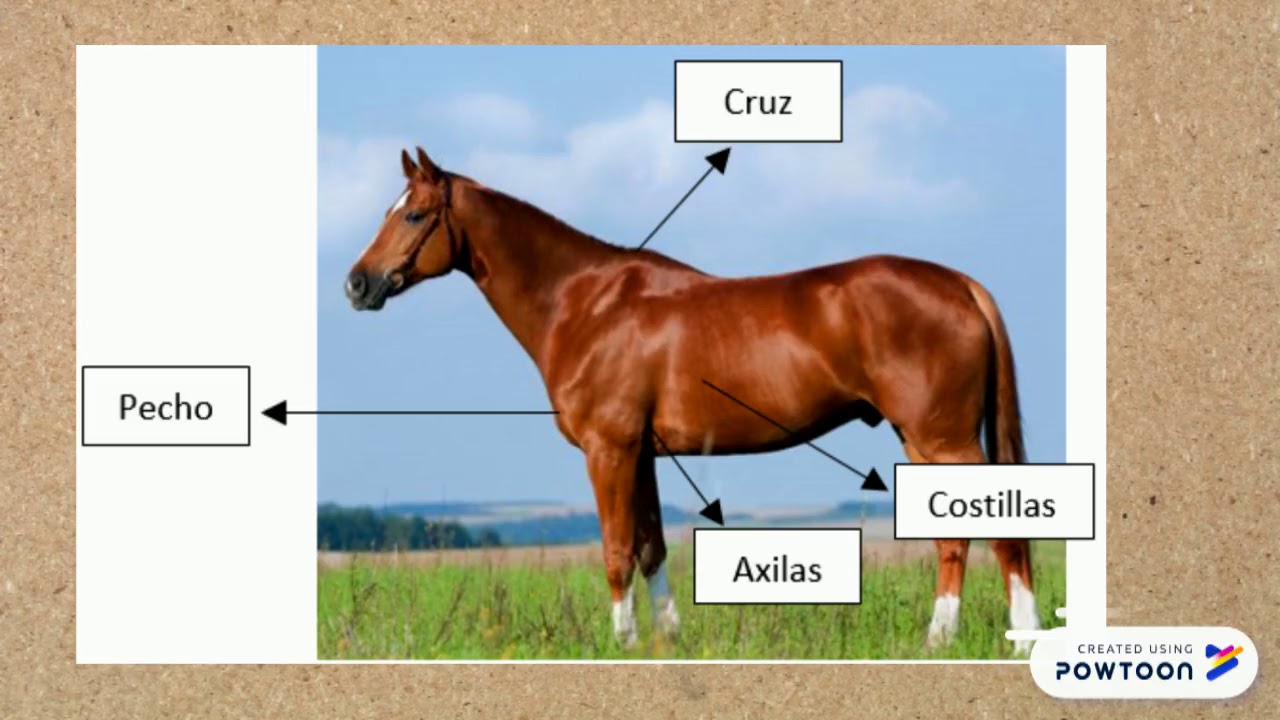 MORFOLOGÍA ANIMAL: TÓRAX, REGIÓN DORSOLUMBAR Y ABDOMEN (PARTE 3). - YouTube