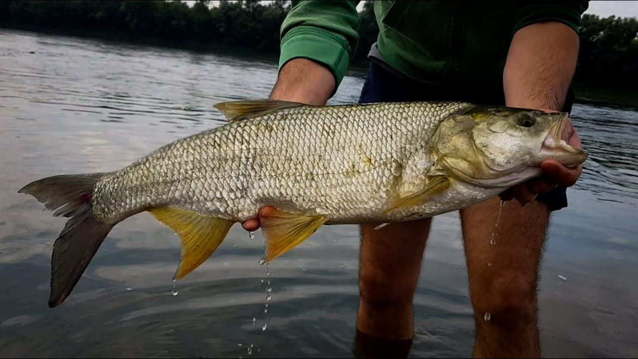 Topwater fishing for ASP - Sava river - YouTube