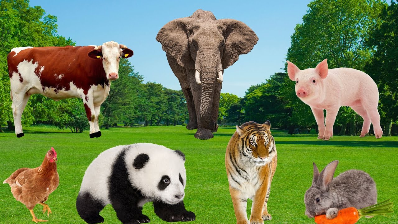 Familiar Animals - Cows, Pigs, Bears, Chickens, Elephants, Tigers ...