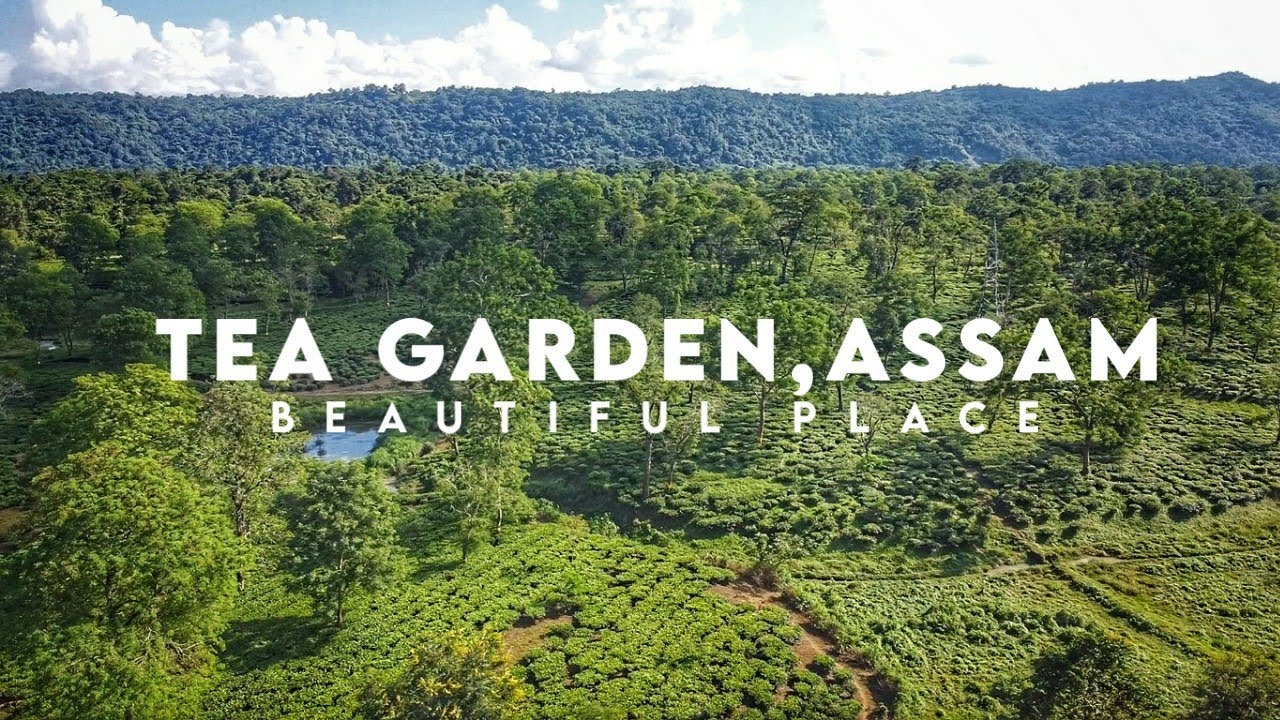 Tea Garden Assam Drone Shoot ll Assam Tourism - YouTube