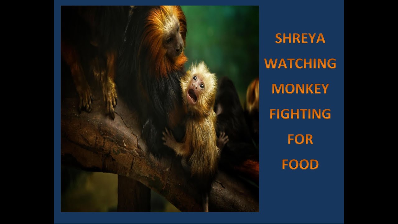 Shreya watching Monkey Fight for Food I Monkey Enjoy Eating Food Full ...
