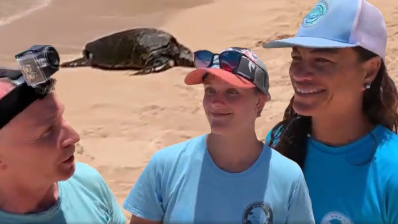 Maui Experts Share Their Sea Turtle Secrets! - YouTube