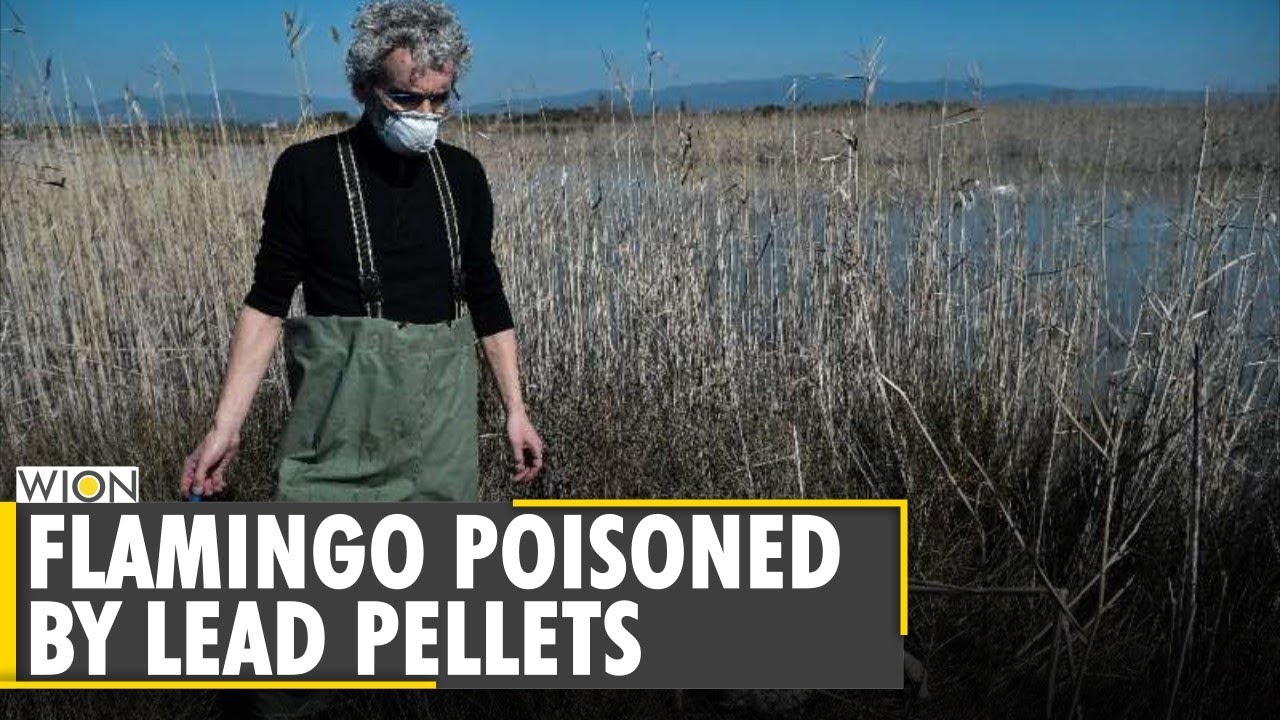 Dozens of Flamingo poisoned in Greece | Illegal Lead Pellets | World ...