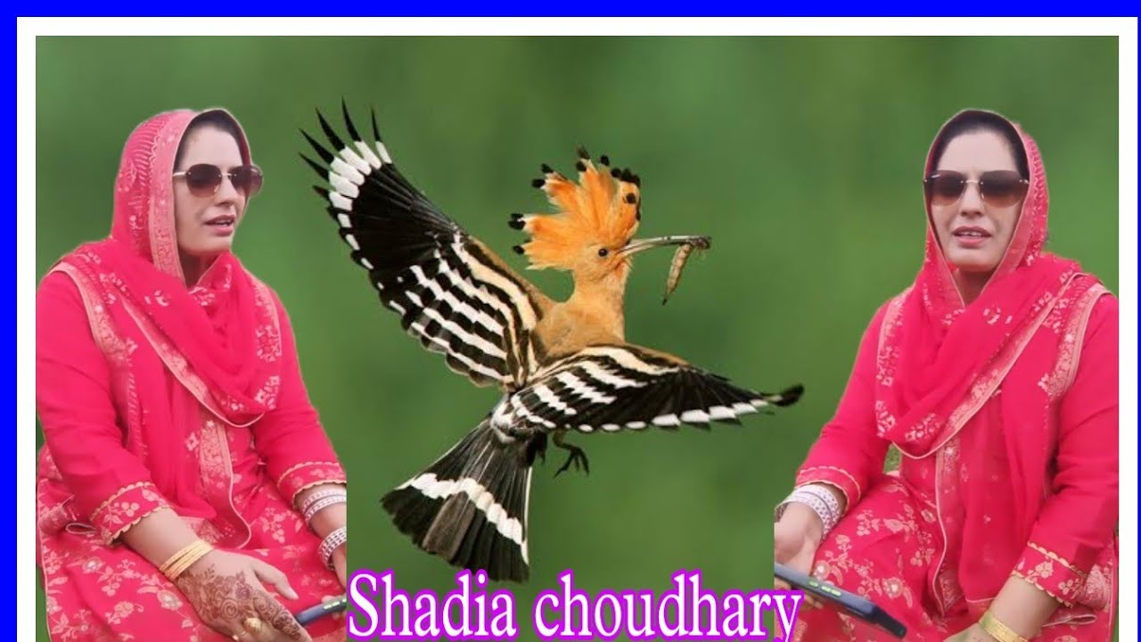 Shadia choudhary Gojri Singer ||New gojri Geet Gojri songs New vidoe ...