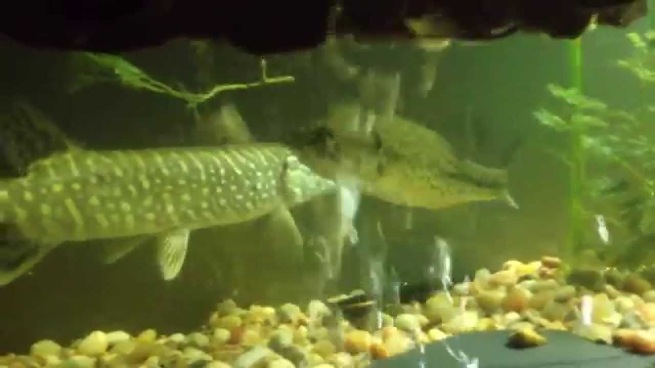 My Pet Pike - YouTube