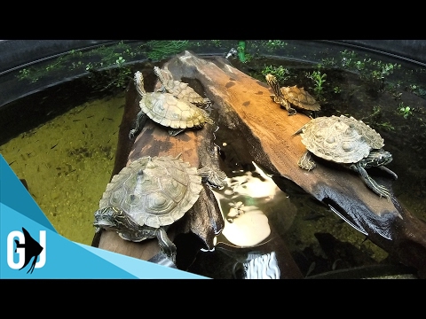 #427: Time Lapse Turtles Basking - Fan Friday - YouTube